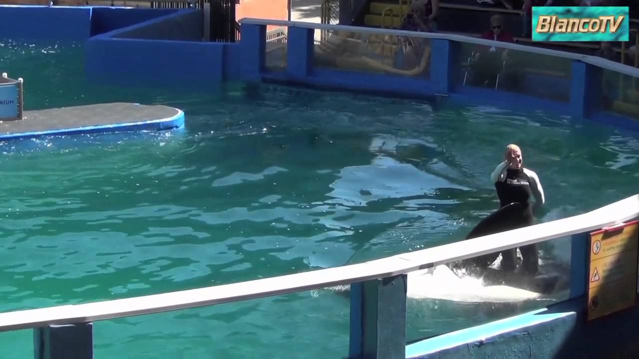 Acuario de Miami - YouTube