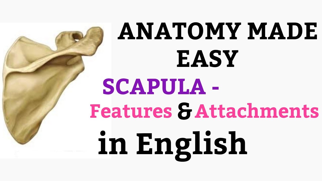 SCAPULA - Features & Attachments (In English) - YouTube