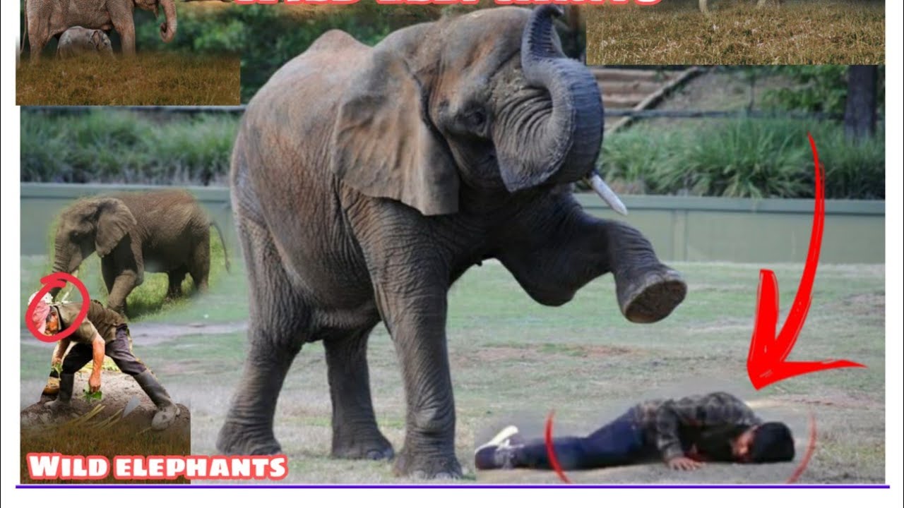 #ELEPHANT ATTACK #ELEPHANT CHASING A MAN #WILD ELEPHANT KILLED A MAN # ...