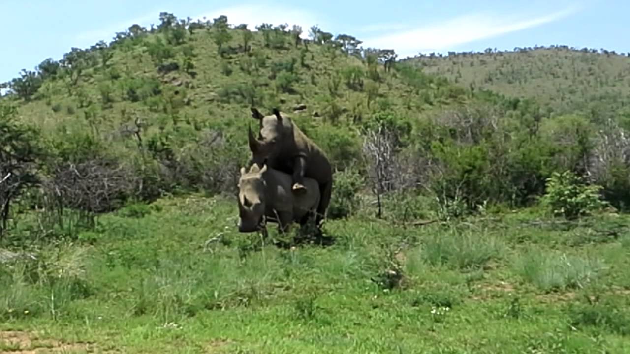 Rhino's mating in Pilansberg - YouTube