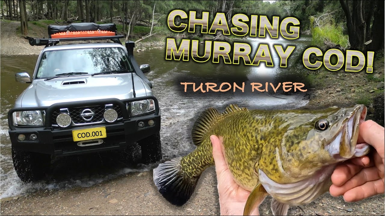 CHASING MURRAY COD ALONG THE TURON RIVER NSW! 4wding, Camping, Yabbying ...