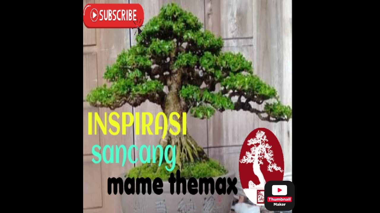 INSPIRASI BONSAI SANCANG MAME THEMAX #riarizal - YouTube