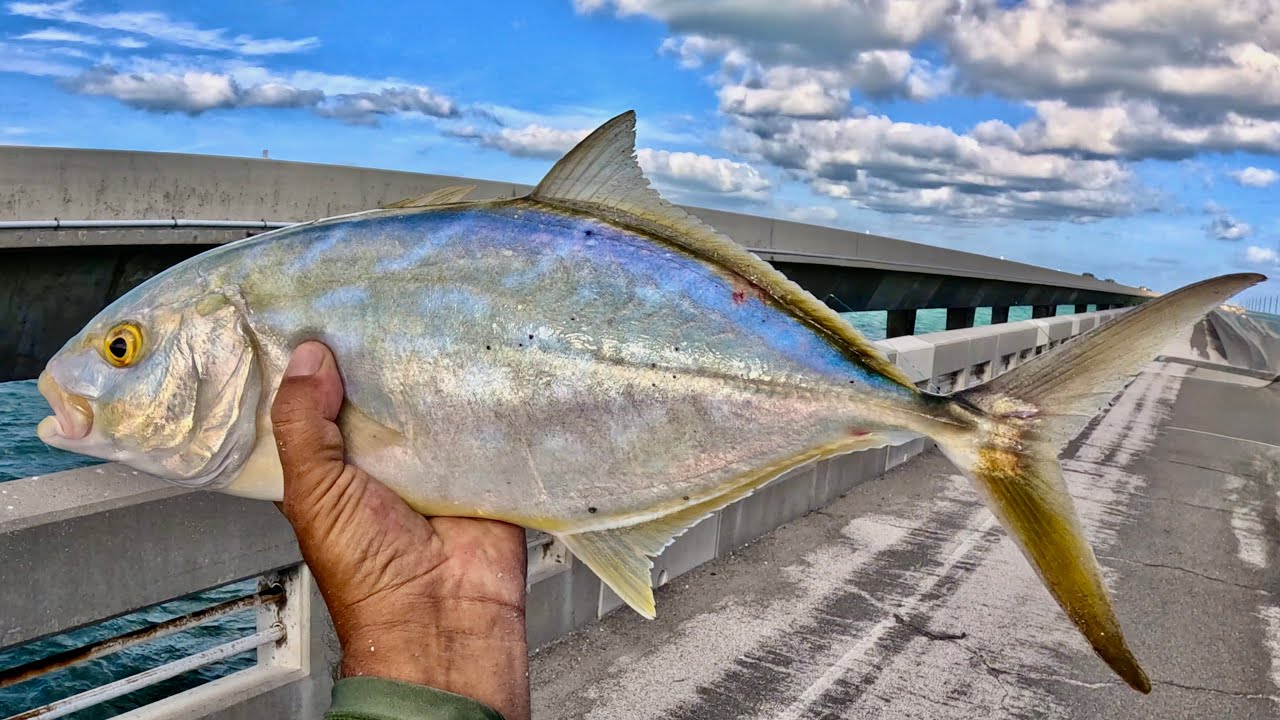 PB-Yellow Jack from Florida keys Bridge-and very unexpected catch ...