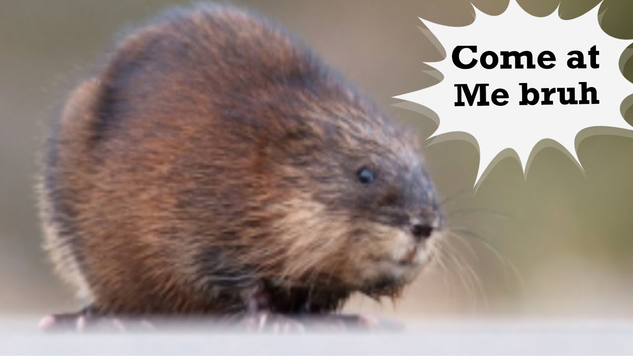 When muskrats attack {I might not be the same after this 😂} - YouTube