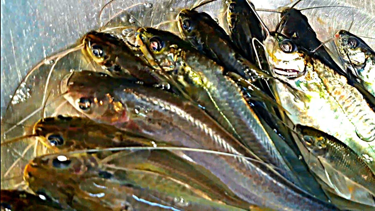 গুলশা মাছ ডিম দেওয়ার জন্য প্রস্তুত। Golsa fish redy for breeding fram ...