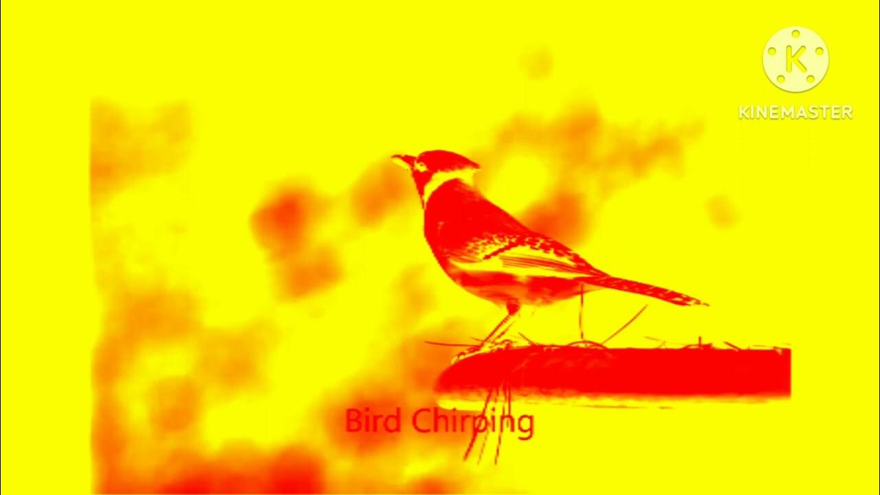 Bird Chirping Sound Effect in Loudness 2.0 - YouTube