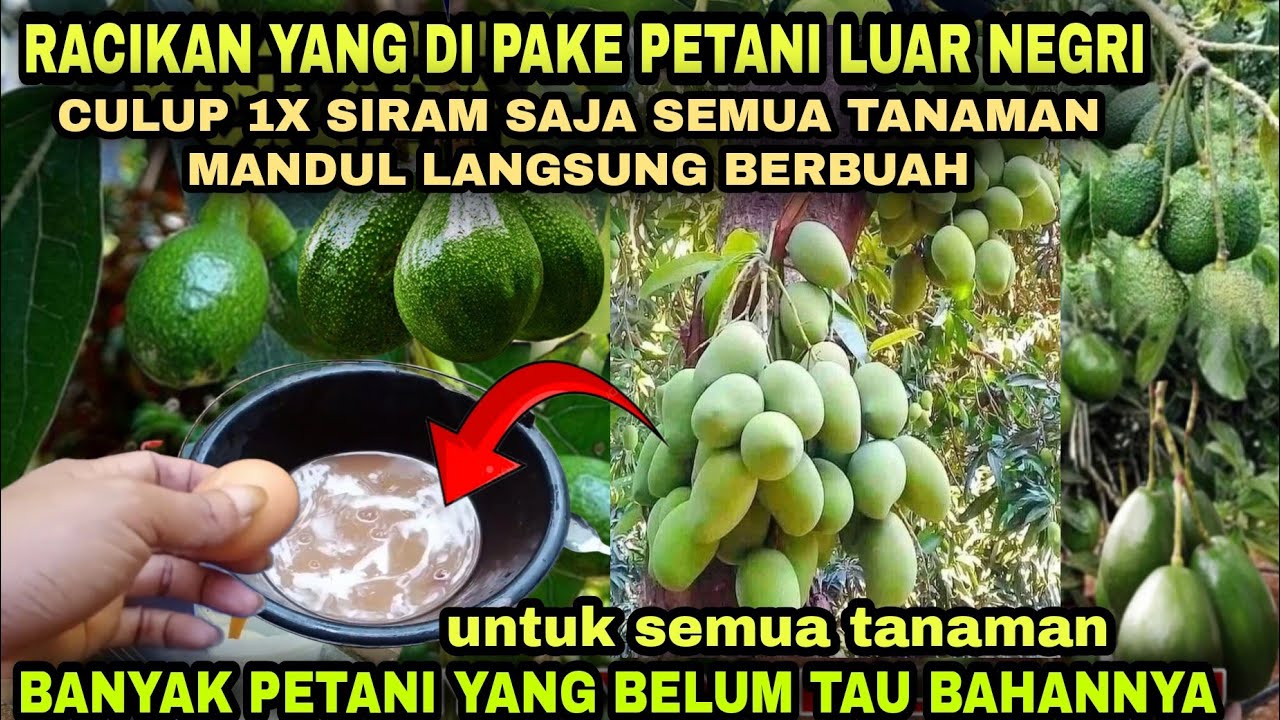 Cukup 1butir +2bahan lainnya || tunggu 15 hari tanaman kecil langsung ...