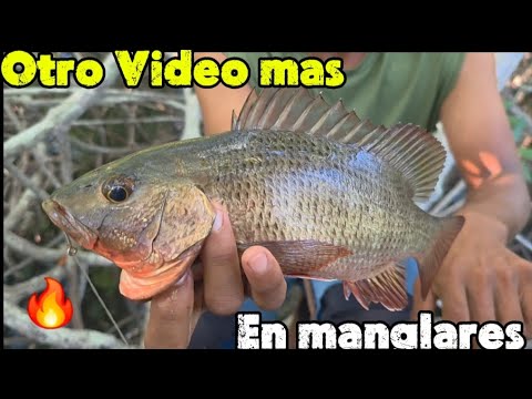 aki les comparto otro video mas Sobre mi vida en la pesca #viral #Pesca 