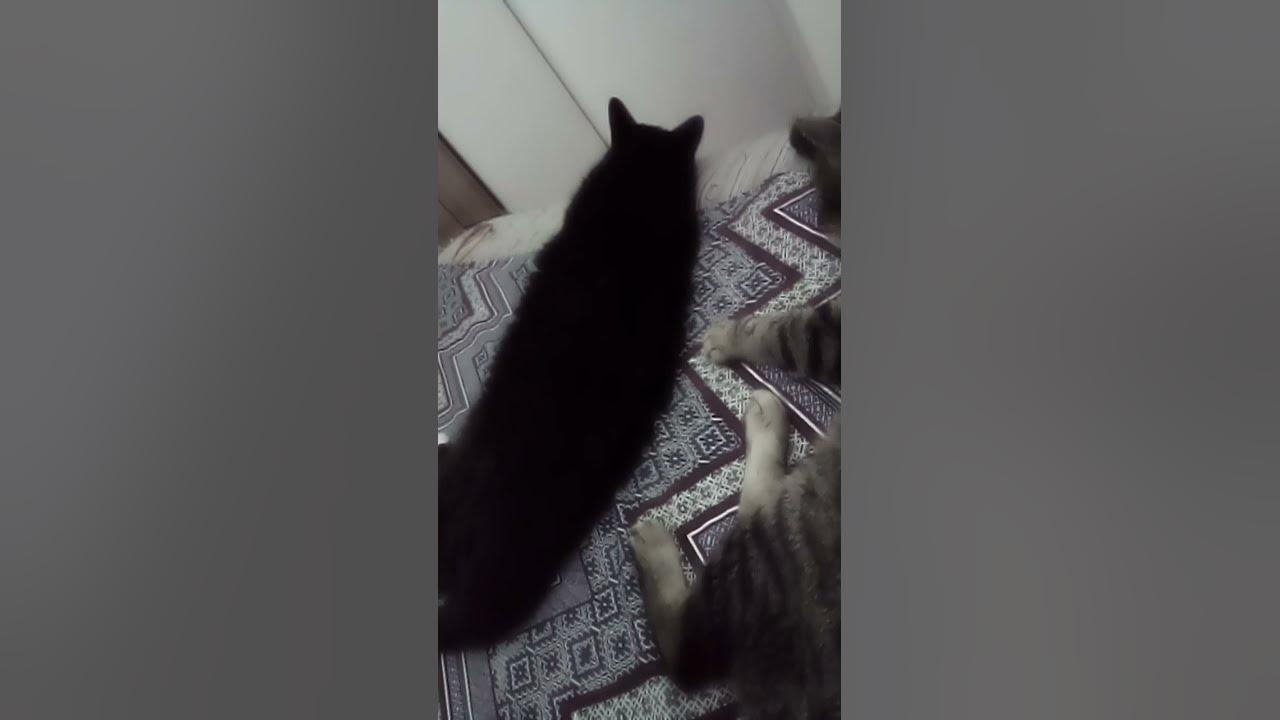 Two lazy cats - YouTube