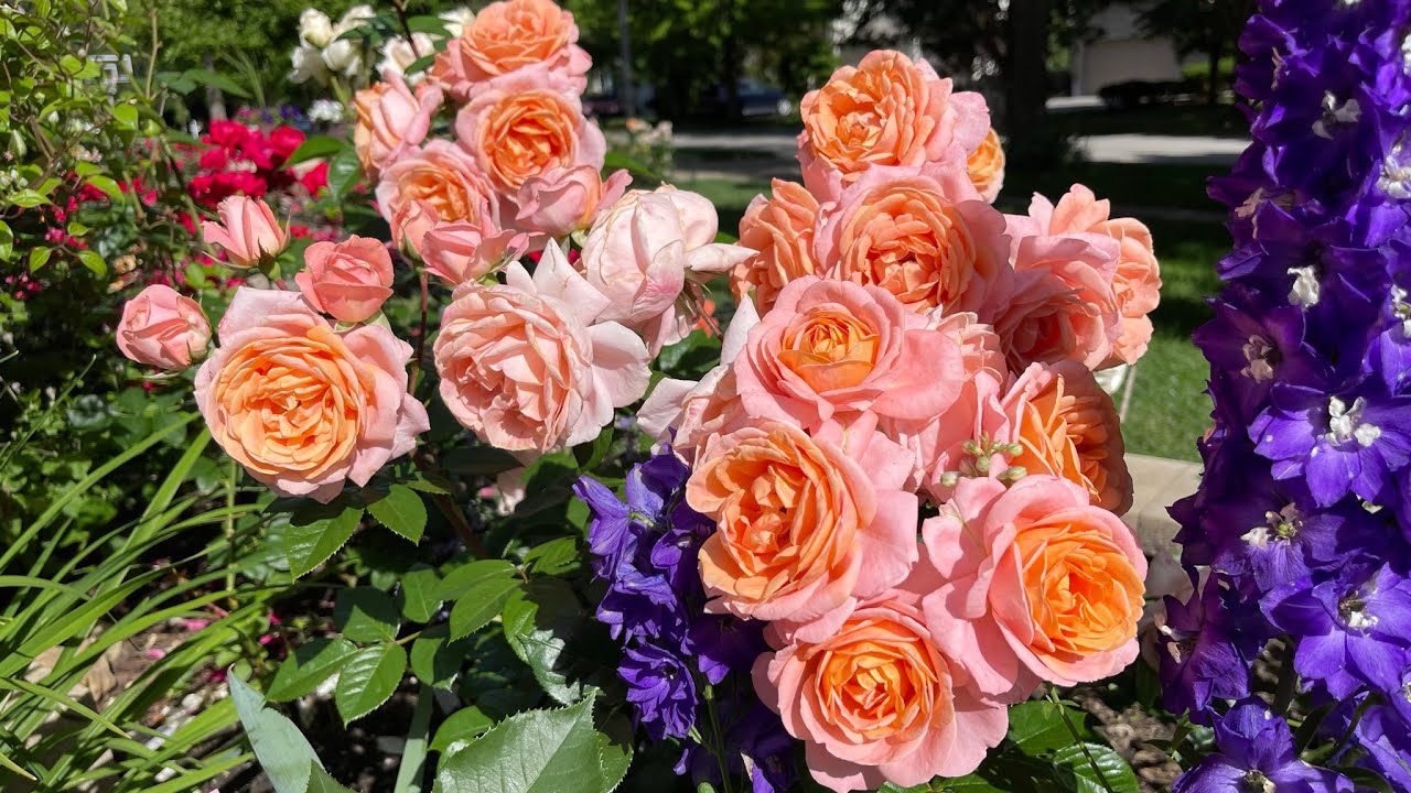 60 varieties of roses started blooming in zone 5 garden，with name｜60 ...