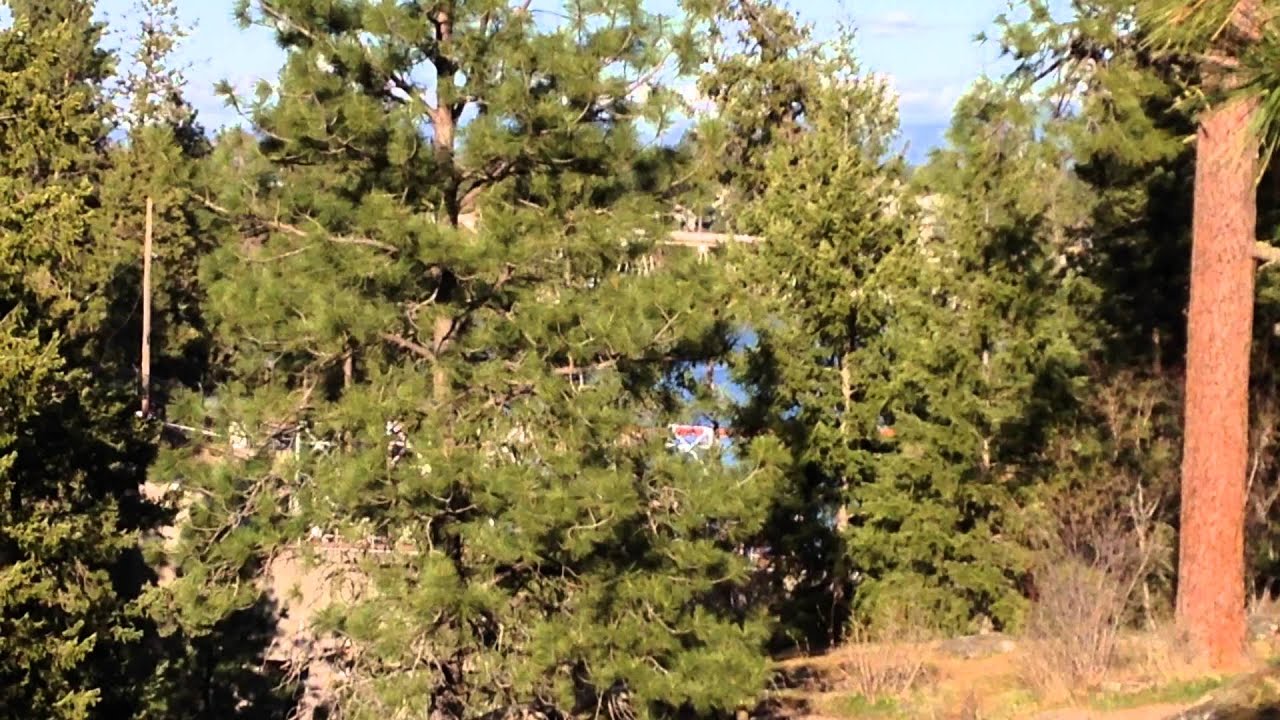 IMG 1356 YouTube
