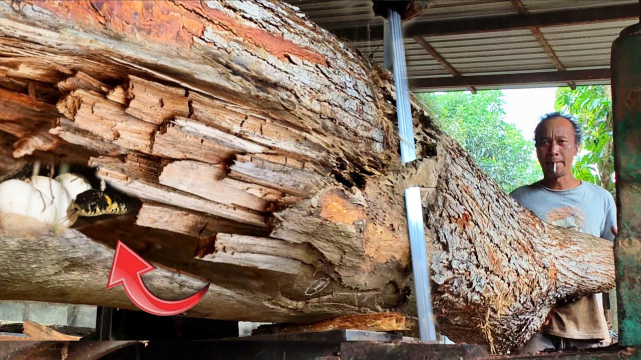 A massive and deadly attack!! Conquering large logs when sawing ...