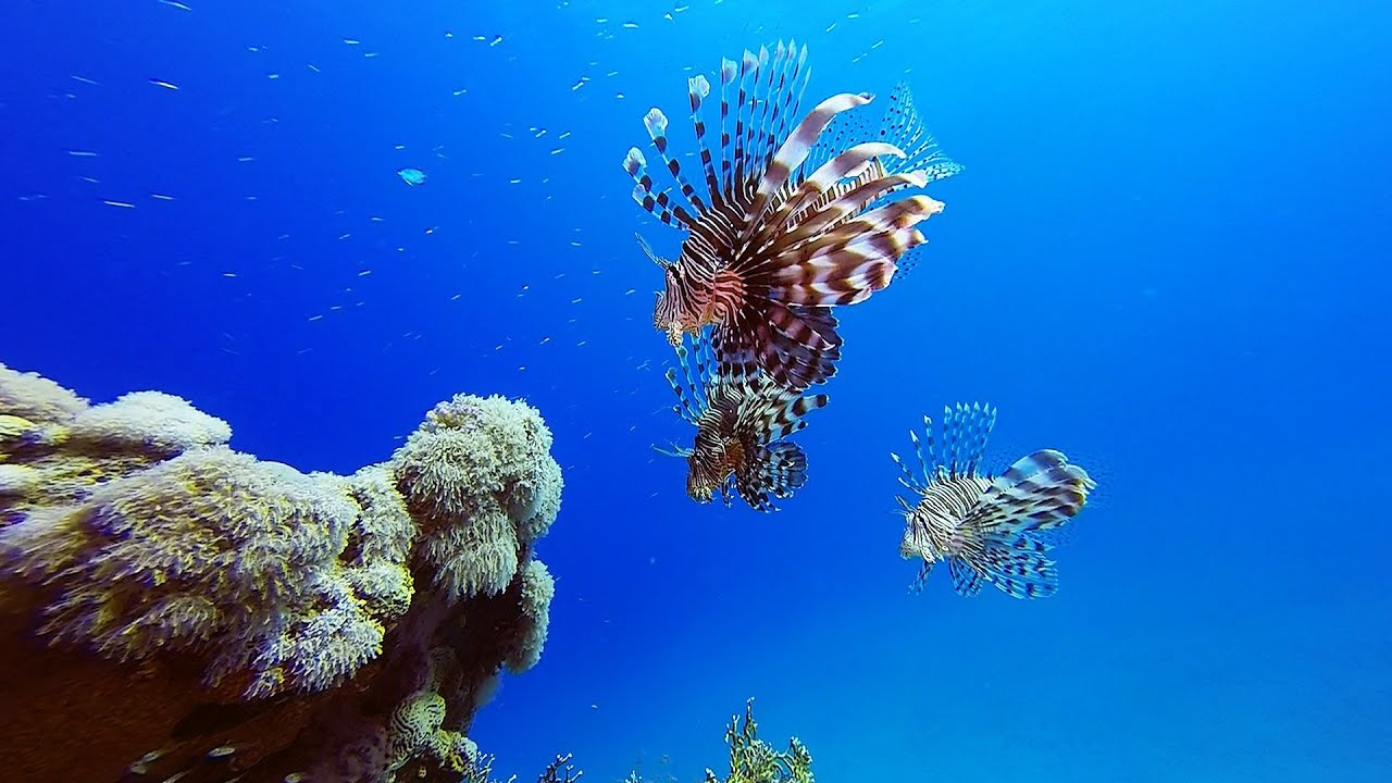 Nurkowanie Egipt 2014 (Marsa Alam) Gopro 3+ - YouTube