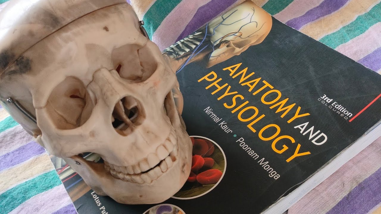 Skull bones....total 29 bones //Anatomy and Physiology 🦴🦴 - YouTube