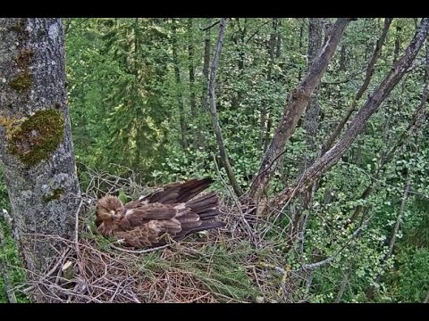 Dižraibais dzenis un mazais ērglis 2016 05 15 - YouTube