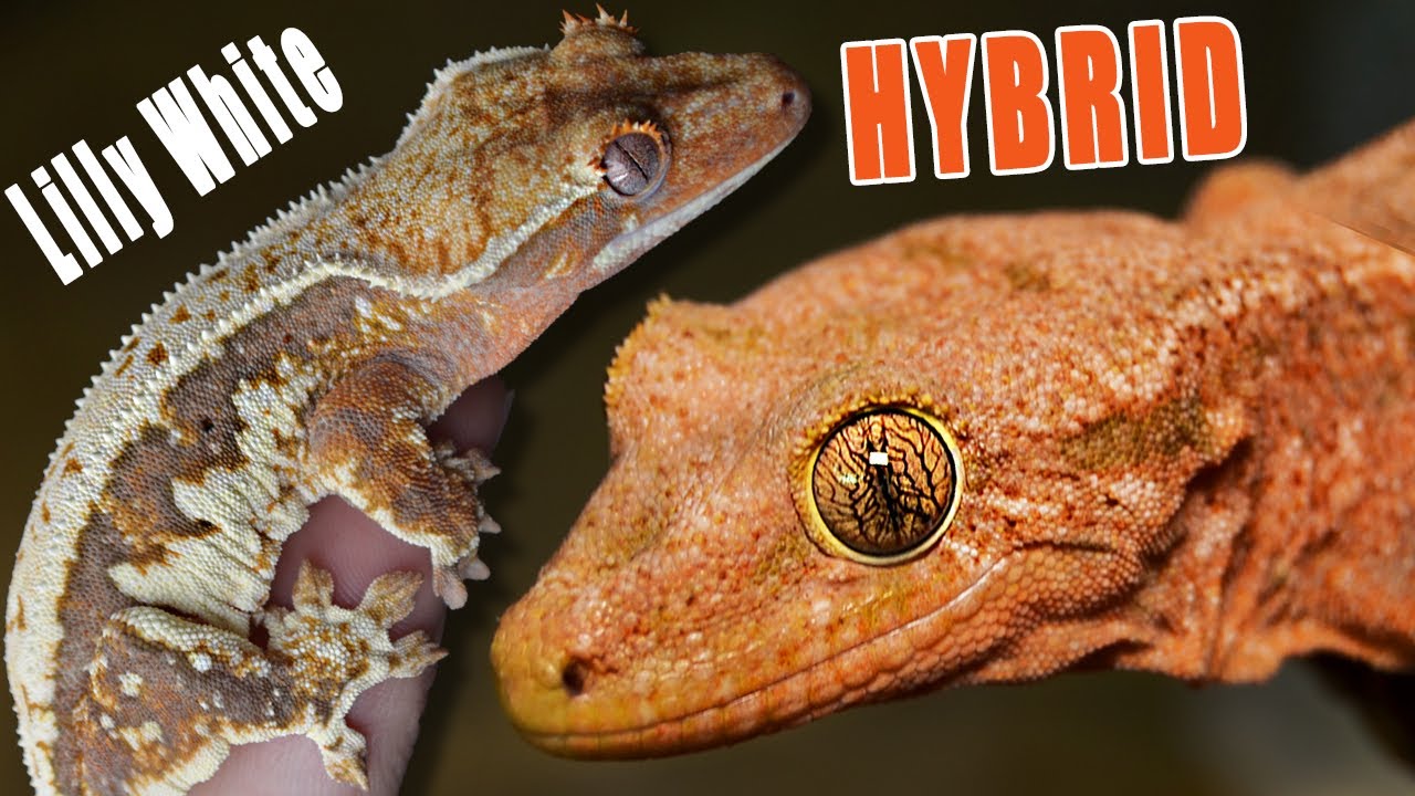 I Bred my Hybrid Gecko to a Crested Gecko. - YouTube