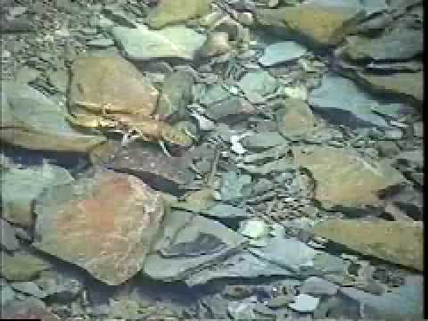 Crayfish in stream (Cambarus robustus) - YouTube