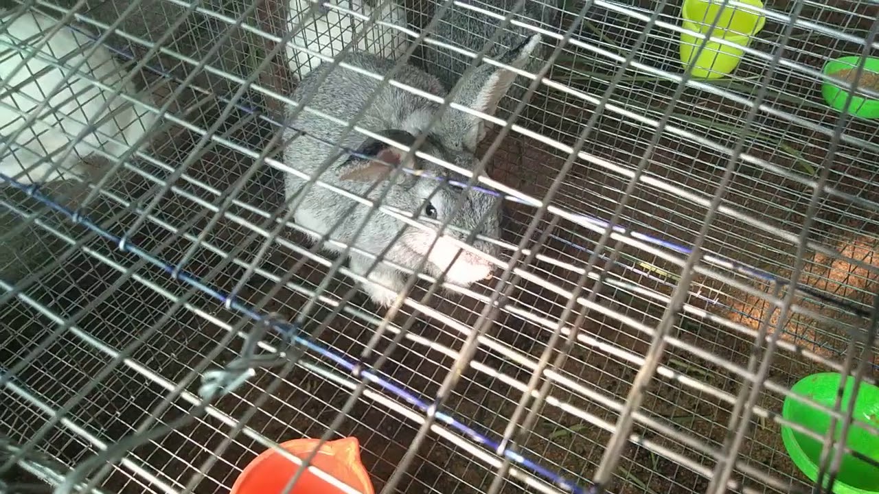 GB 🐰 RABBIT FARMING CHITTOOR - YouTube