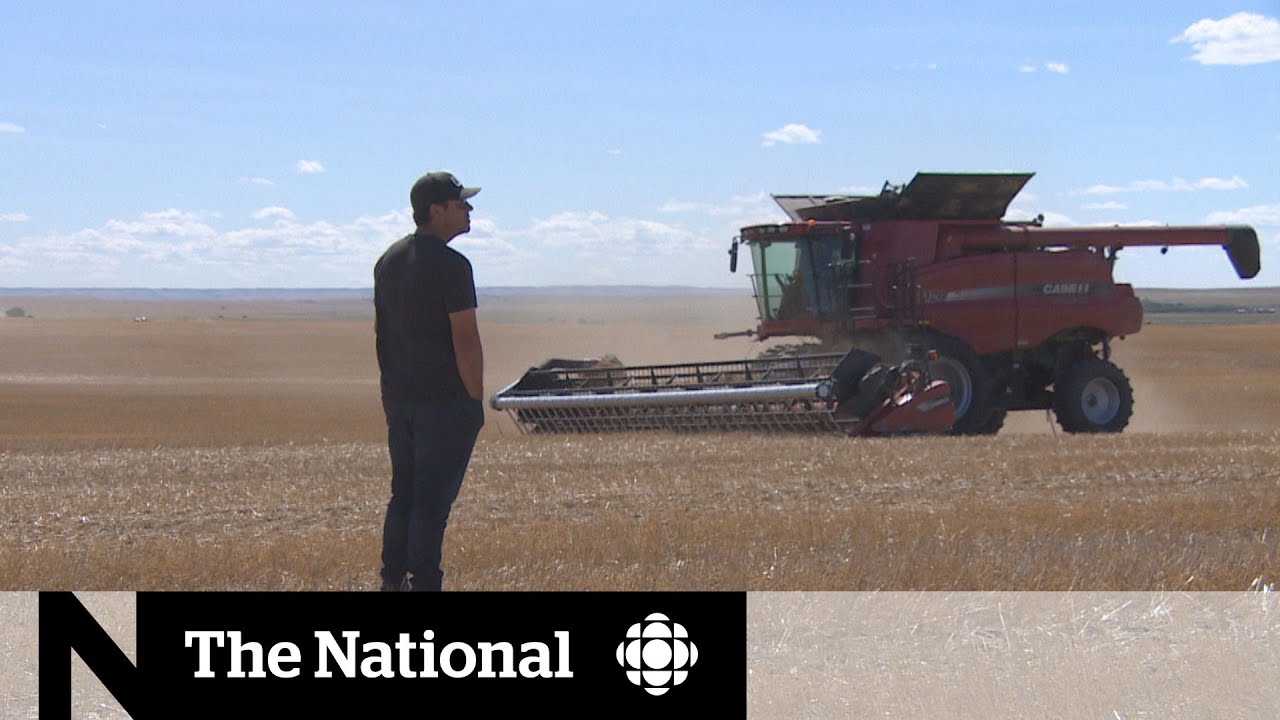 Prairie farmers could be dealing with the worst drought in Canadian ...