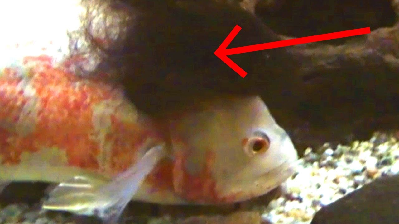 WIGS FOR FISH - YouTube