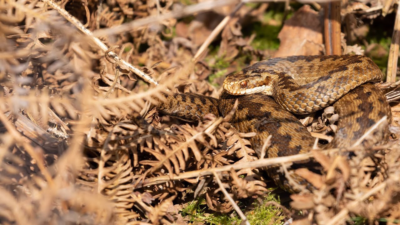Adder On Cannock Chase YouTube adder-on-cannock-chase-youtube