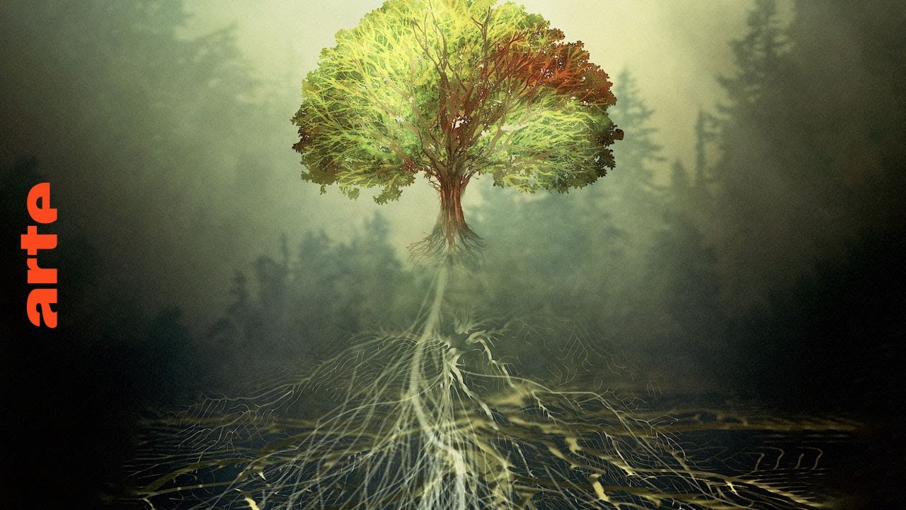L'arbre qui cache la forêt | Documentaire | ARTE - YouTube