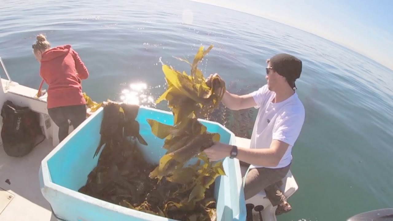 First Kelp Harvest - YouTube