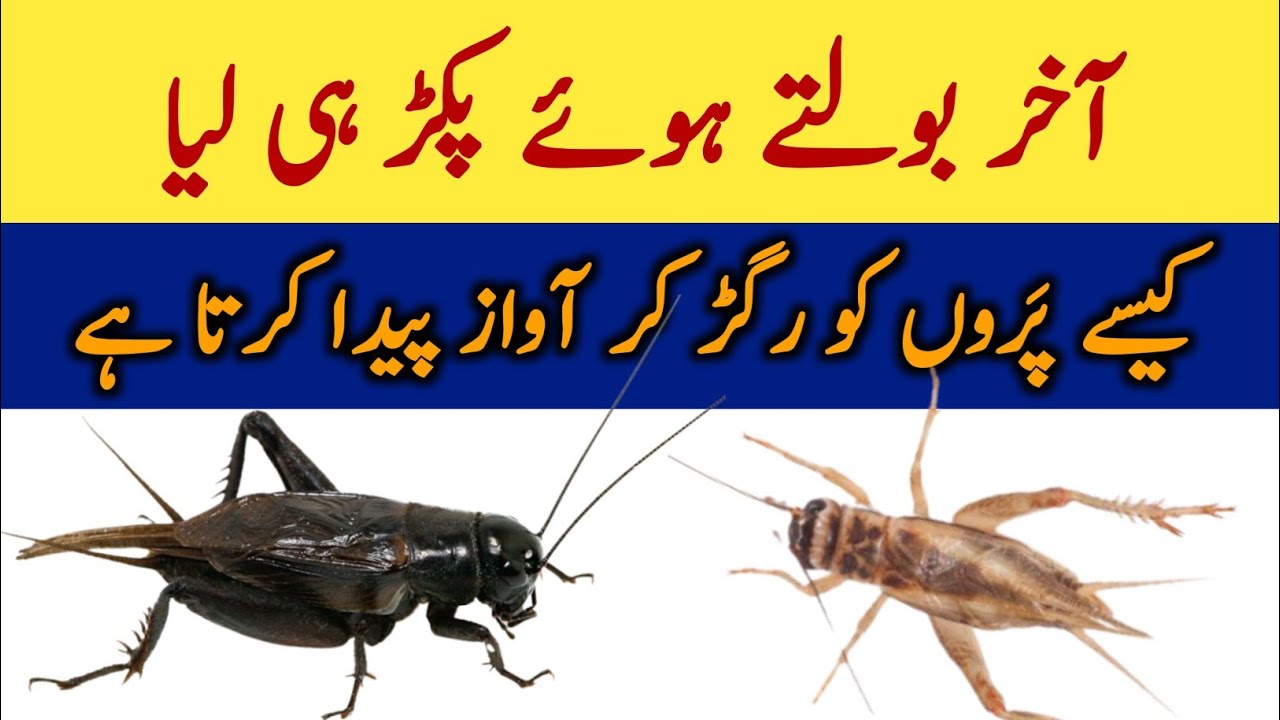 Jheengar Ki Awaz | Crickets Sound Natural Sound | Jhingur Kesy Awaz ...