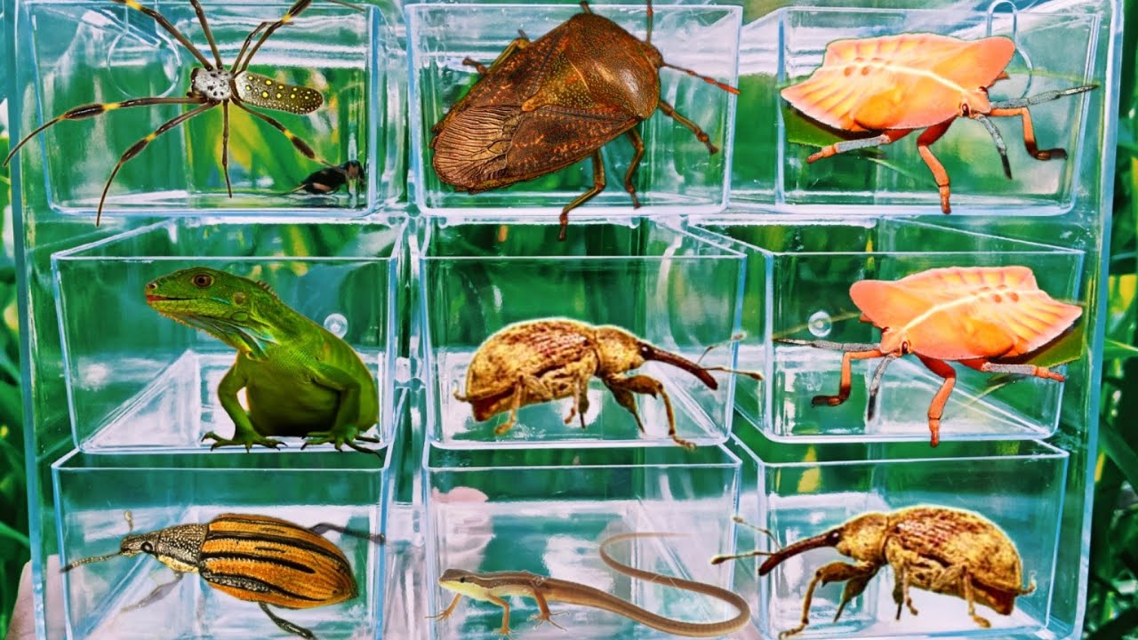 Alien insects | a collection of unique insects that are rarely found ...