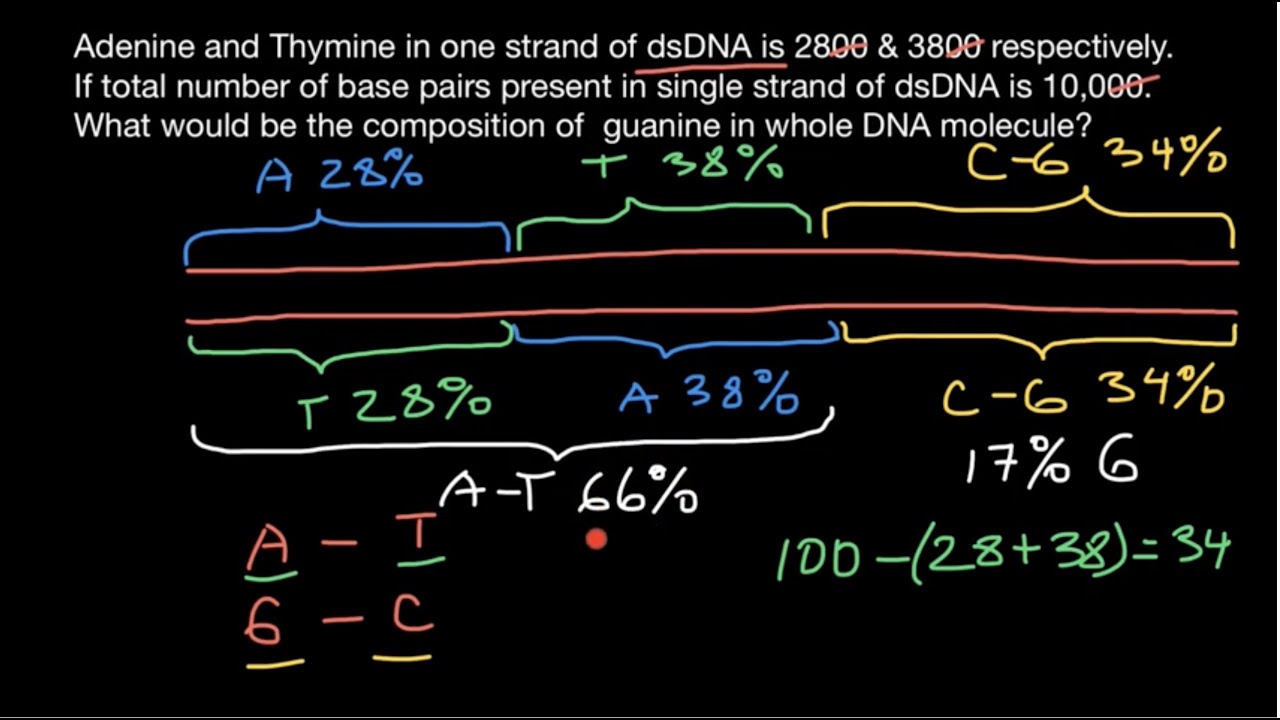 How to find DNA base composition - YouTube