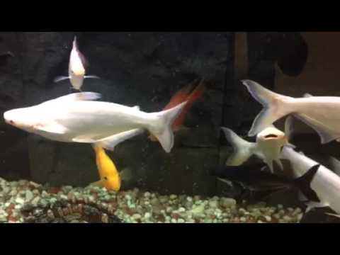 MIXED AQUARIUM SETUP (SHARK / PARROT FISH / GAURAMI AND OSCAR) - YouTube