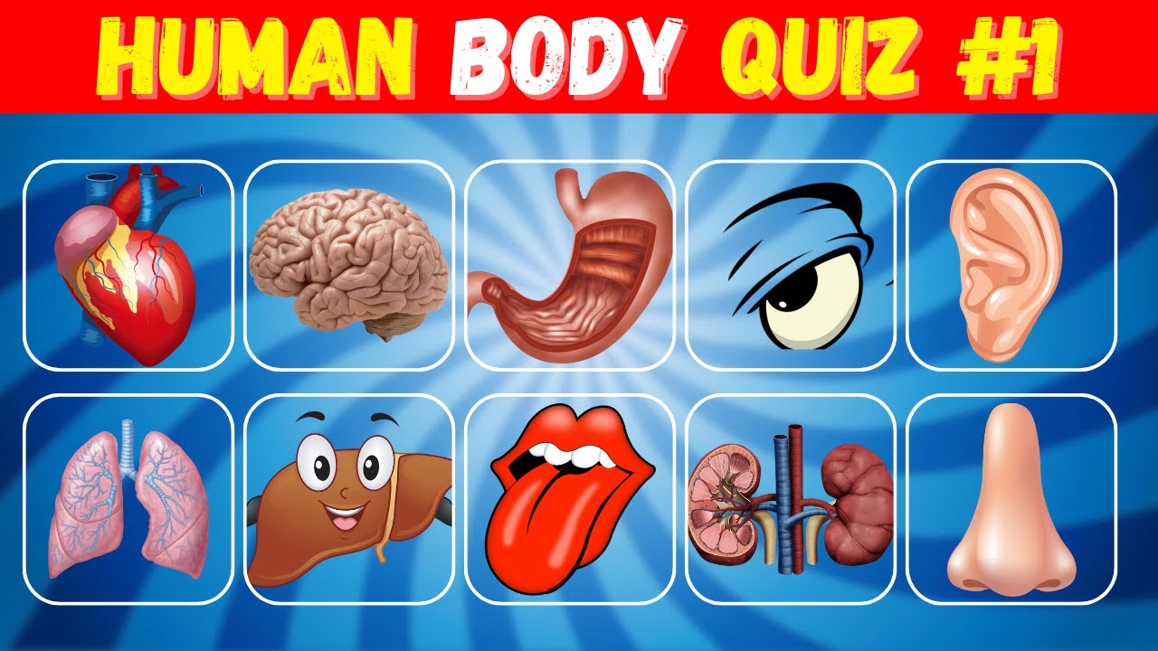 Can You Pass This Human Body Quiz? 🧠#1 Easy, and Engaging General ...