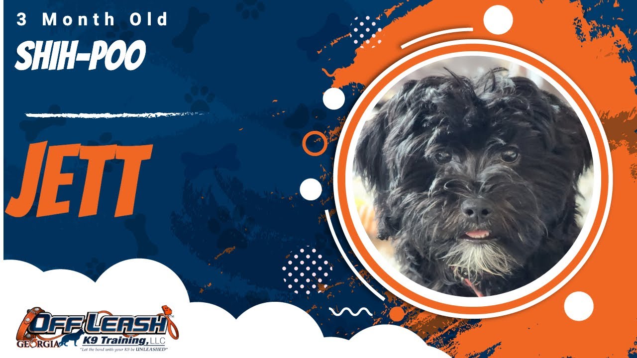 Jett | 3 Month Old Shih-Poo | 1 Week Puppy Board & Train | Off Leash K9 ...