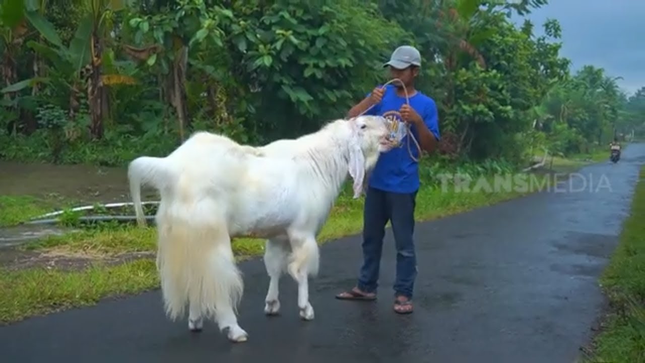 Jawara Kambing Senduro | RAGAM INDONESIA (11/01/23) - YouTube
