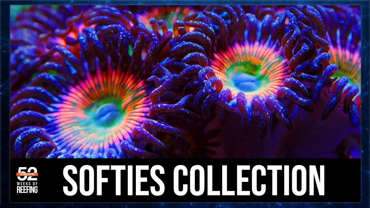 Week 7: Soft Coral Collection - Evolving a Zen Garden of Coral | 52SE ...