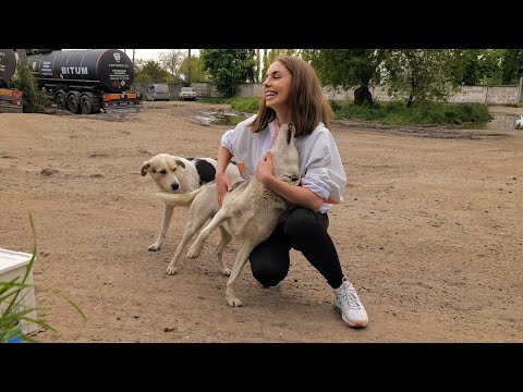 Stray Dogs Fell in Love with Woman who Help them to Survive - YouTube