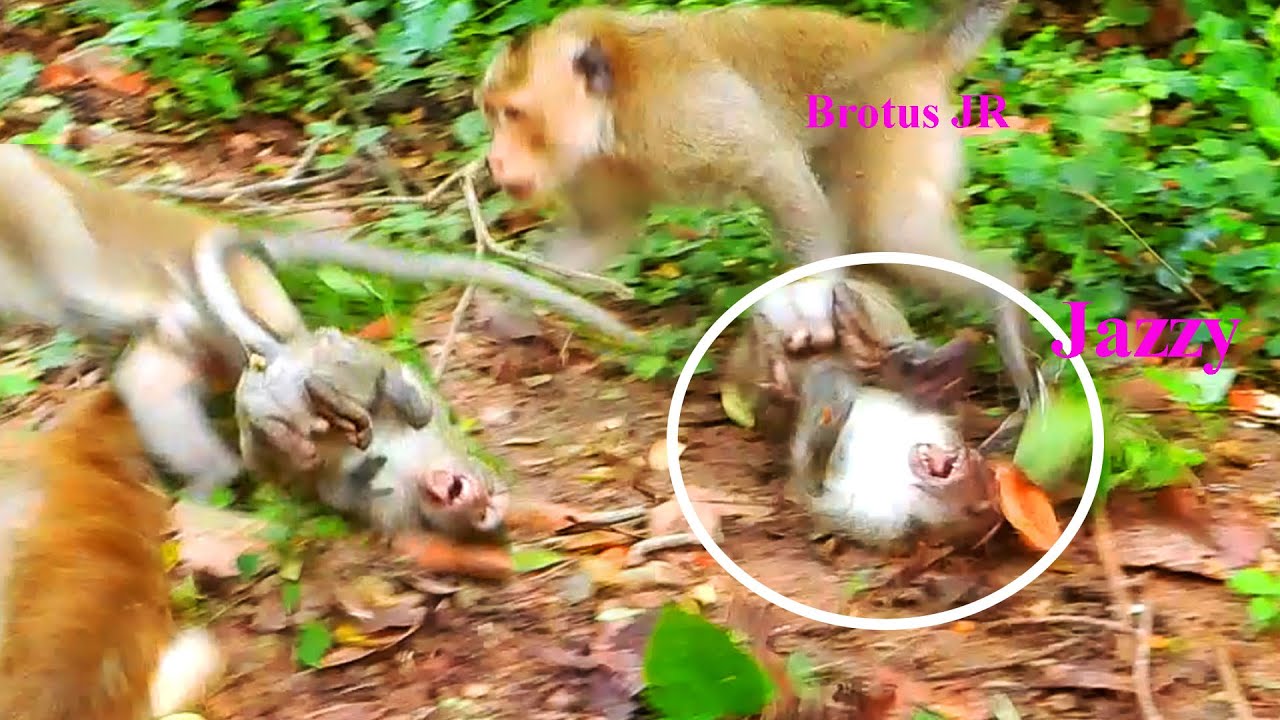 Breaking News! Jazzy got attacked By Brotus JR - YouTube