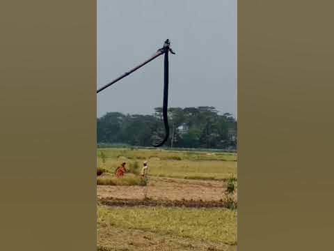 How to catch Cobra - YouTube