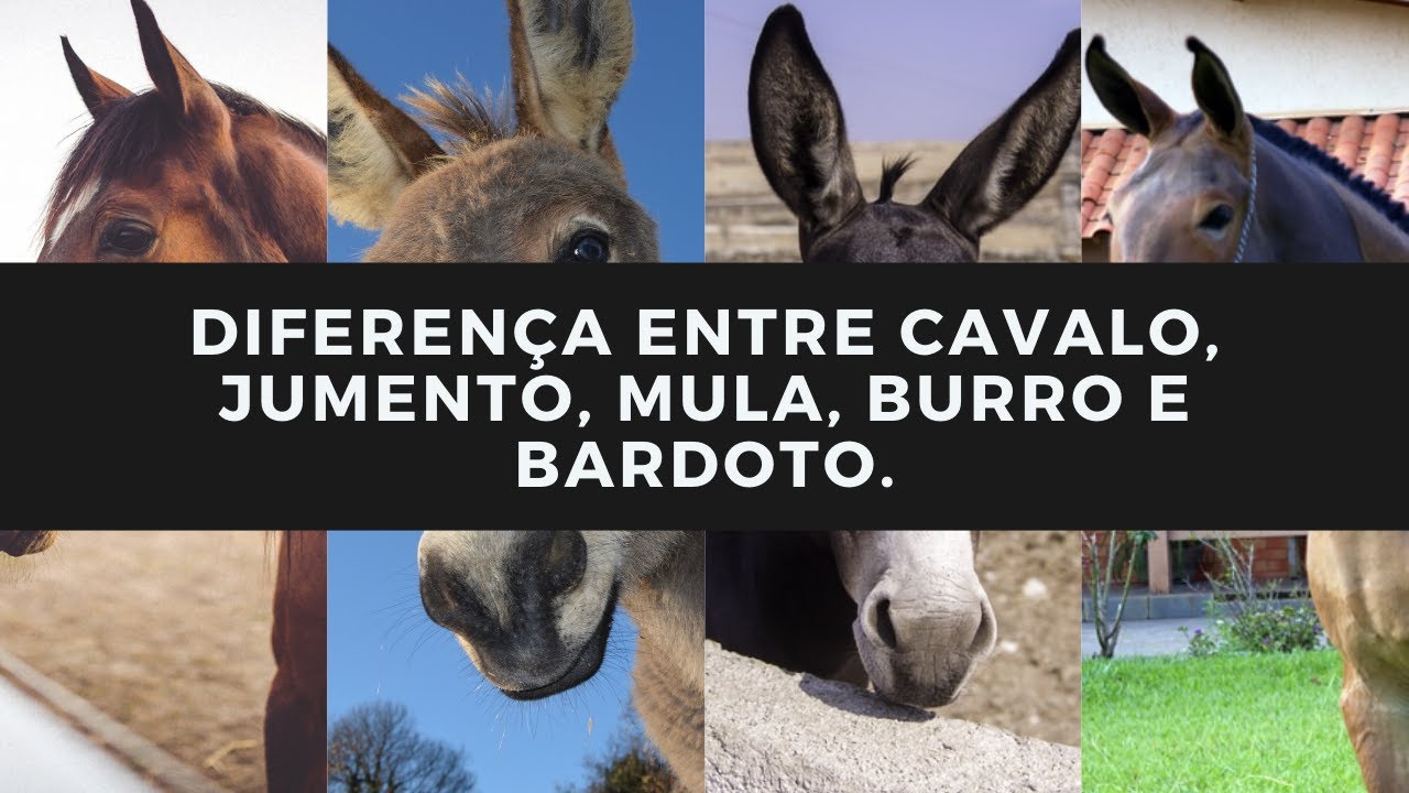 Diferença entre Cavalo, Jumento, Burro, Mula e Bardoto | EQUIDEOCULTURA ...