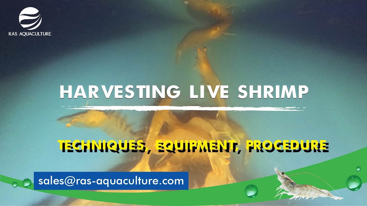 How to Harvest Shrimp DOC-80 on growout | 22.5grams - YouTube