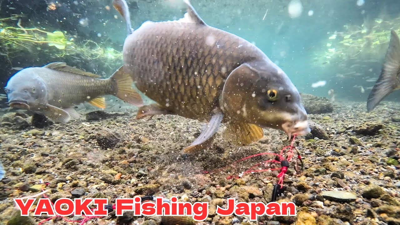 Catching a big carp underwater with a camera - YouTube
