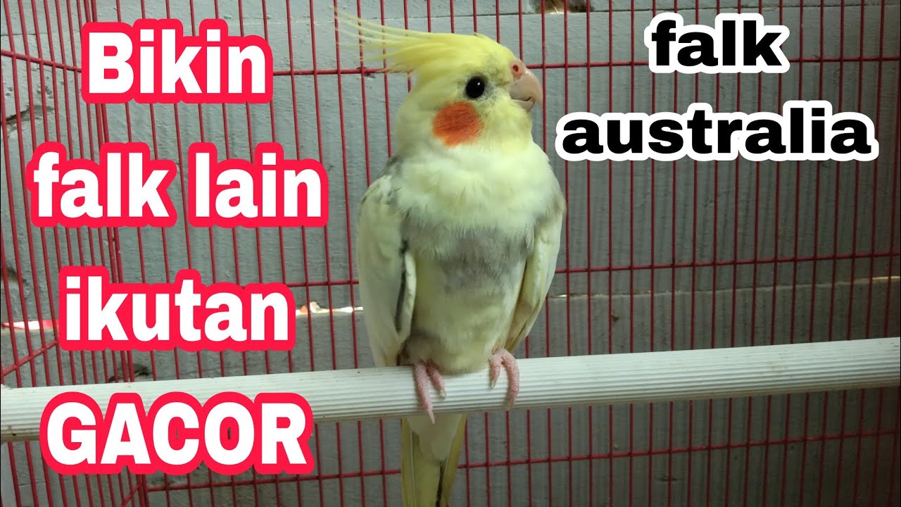 Suara burung falk australia gacor // parkit australia gacor - YouTube