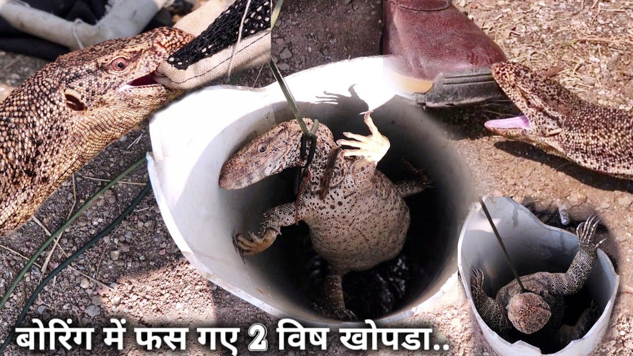 देखीए ऐसे काटता हैं विष खोपडा, बोरिंग में फसे 2 विष खोपडा को ऐसी तरकीब ...