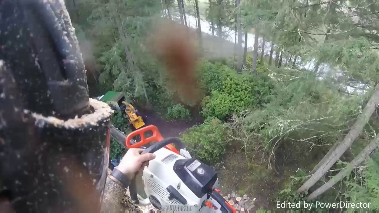 Fir removal with casey and the cutters - YouTube