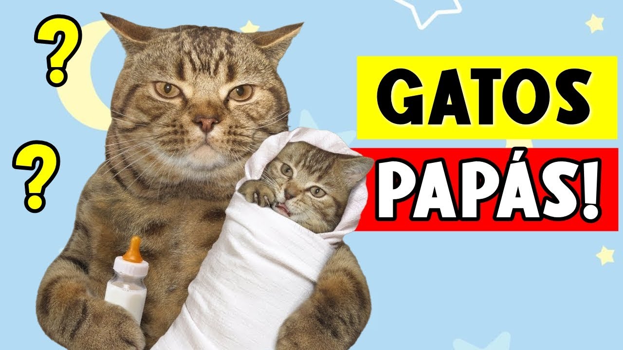 10 Datos IMPACTANTES sobre los GATOS PAPÁS que te Dejarán Boquiabierto ...