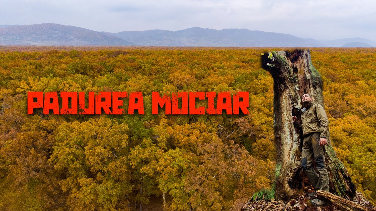 Cea mai batrana padure din tara! Padurea Mociar - YouTube