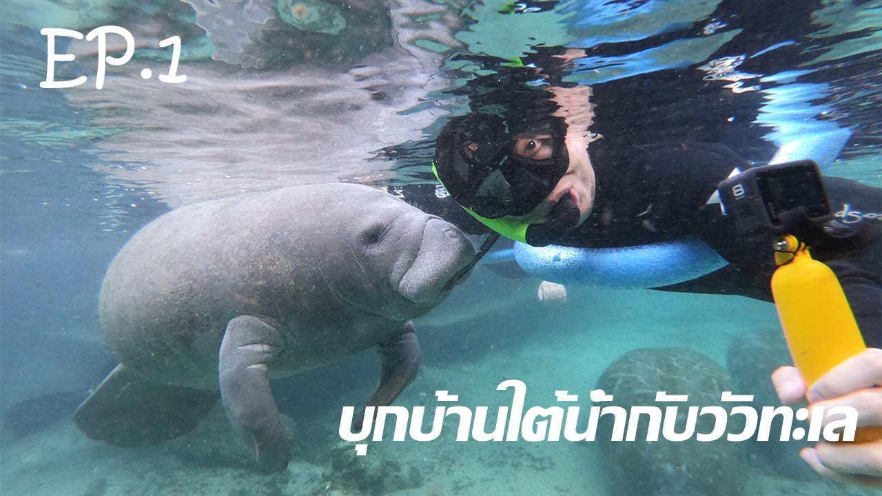 Florida: ลุยใต้น้ำกับวัวทะเลและ ฮิปโปที่แก่ที่สุดในโลก: Manatees and ...