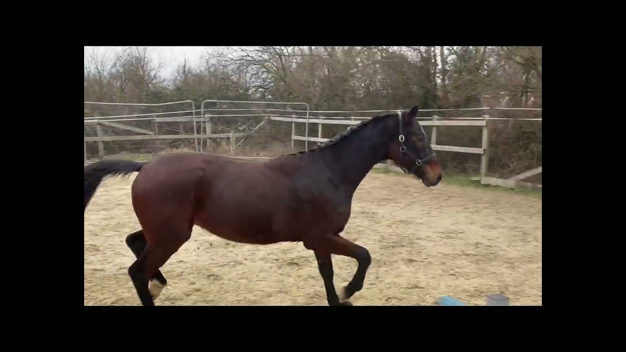 2021 KWPN stallion Daily Diamond x Scandic - YouTube