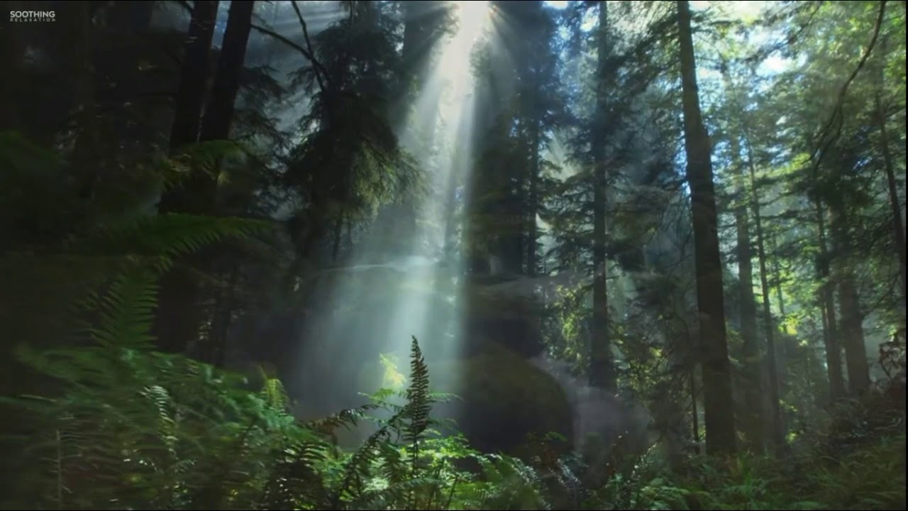 #nocopyright [No copyright] 10 minute video/footage of nature - YouTube