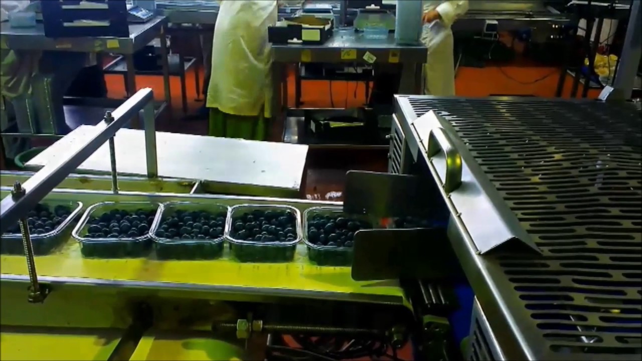 Blueberries Packing Line - Packaging Automation eclipse SL6 High Speed ...